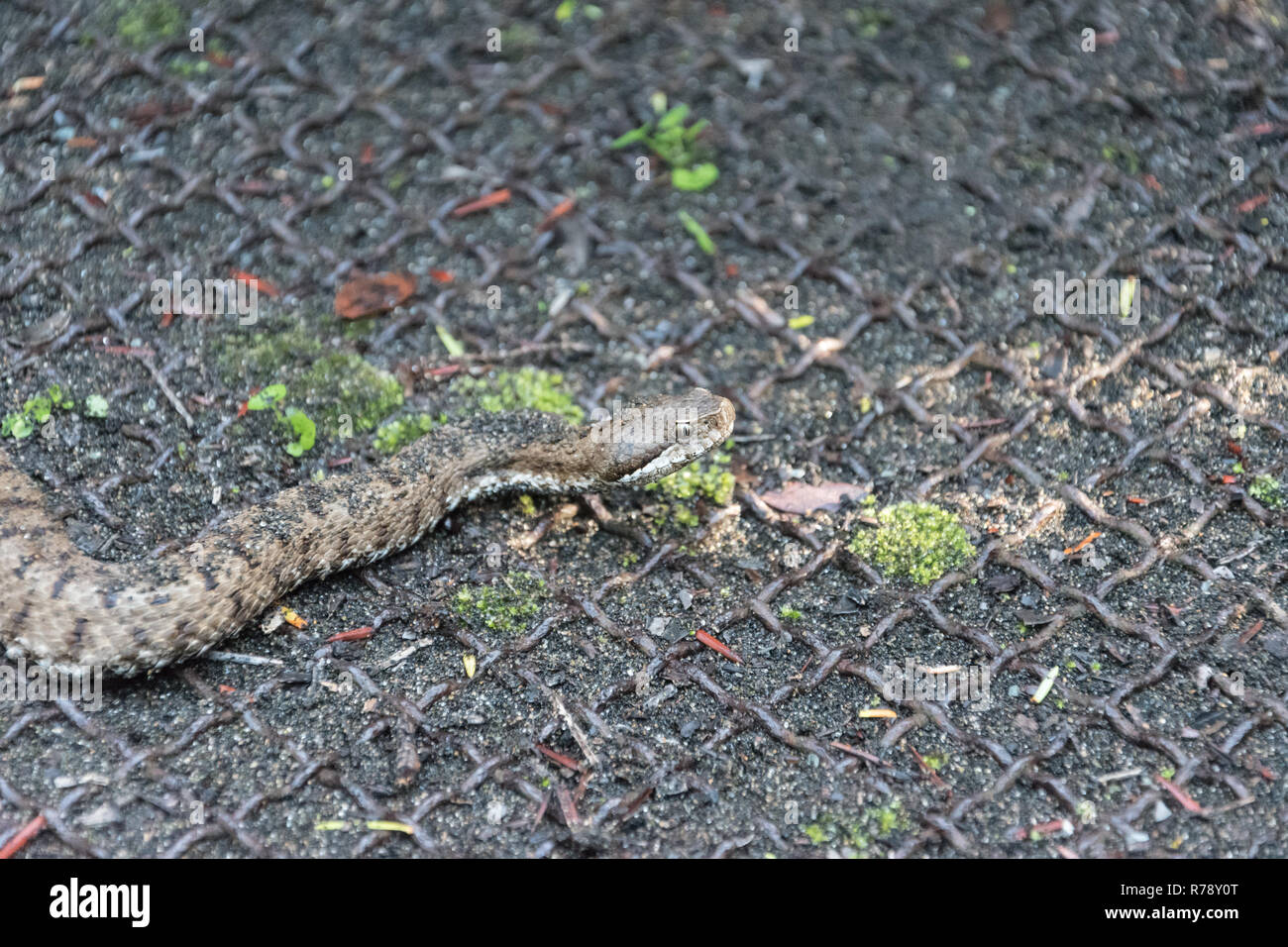 Asp viper vipera aspis snake hi-res stock photography and images - Alamy