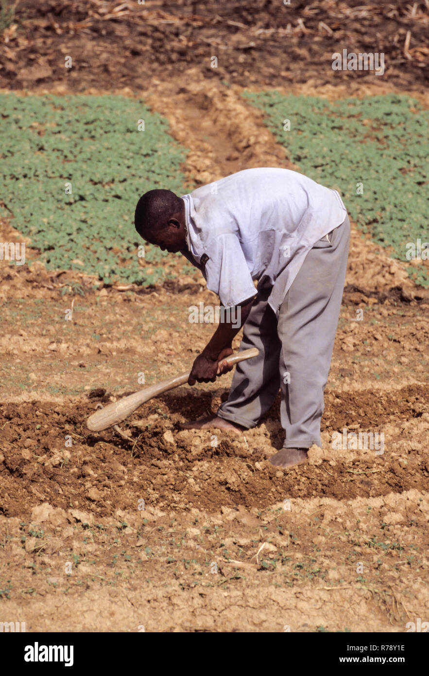 Niamey, Niger. African Farmer Using a Daba, a Nigerien Hoe for Weeding ...