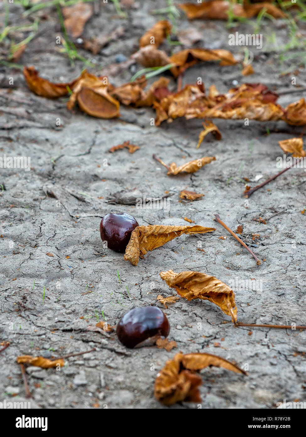 Chestnuts fell off the tree in autumn and are now lying on the ground ...