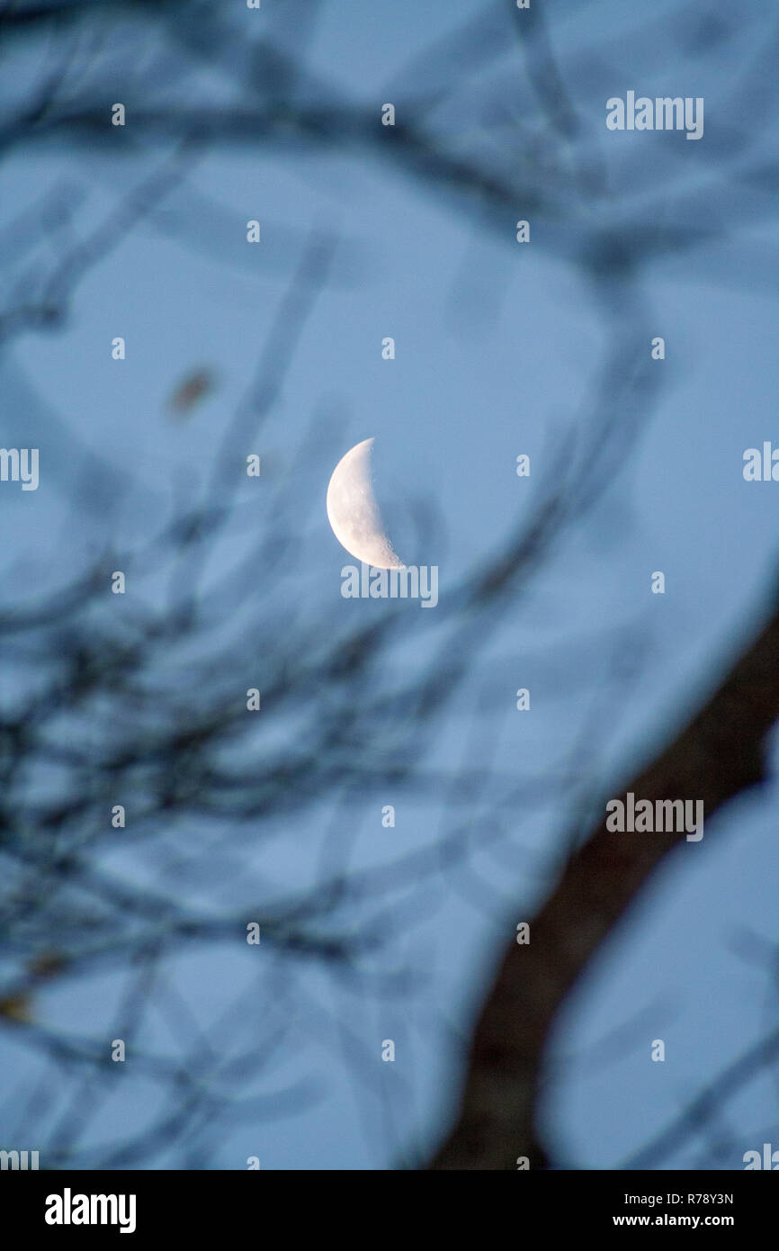 bright moon on the blue sky through tree branches Stock Photo - Alamy