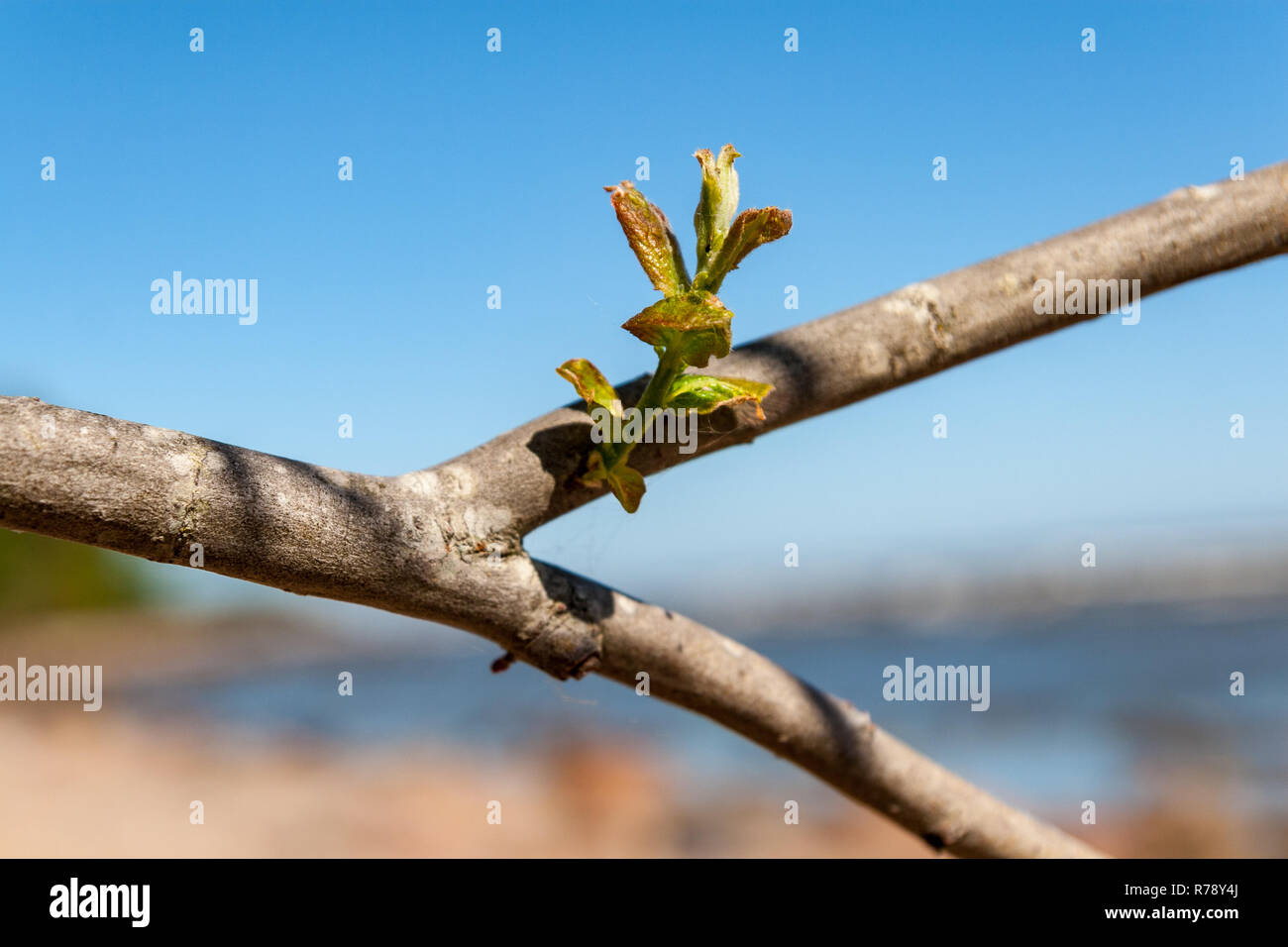 wild random flowers blooming in nature with green foliage in meadow ...
