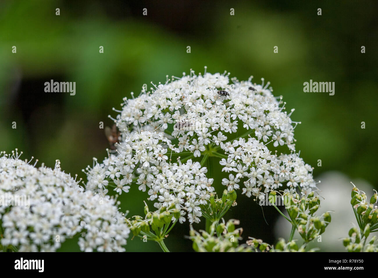wild random flowers blooming in nature with green foliage in meadow ...