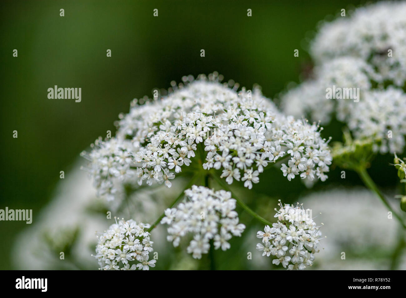 wild random flowers blooming in nature with green foliage in meadow ...