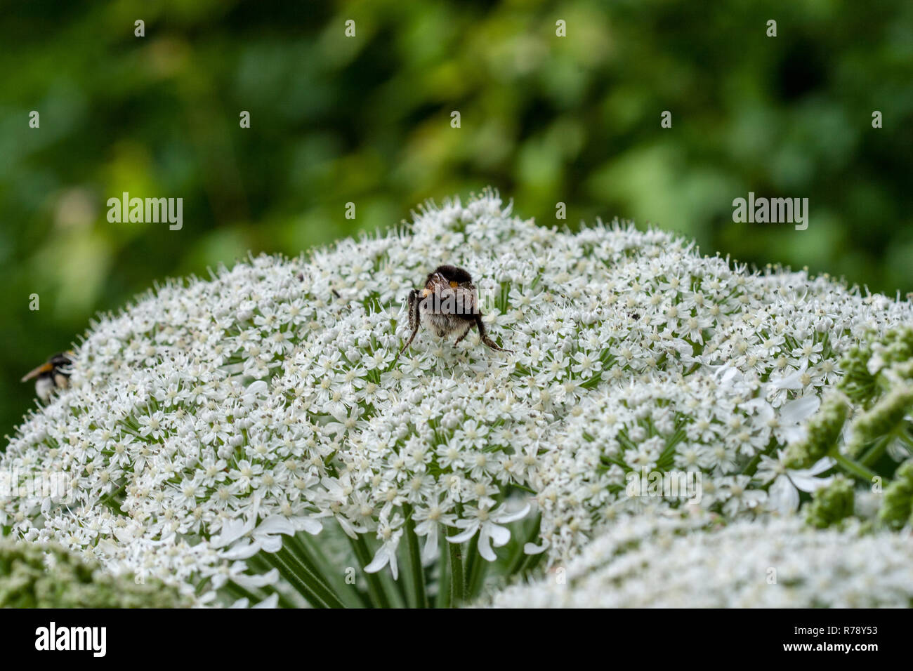 wild random flowers blooming in nature with green foliage in meadow ...