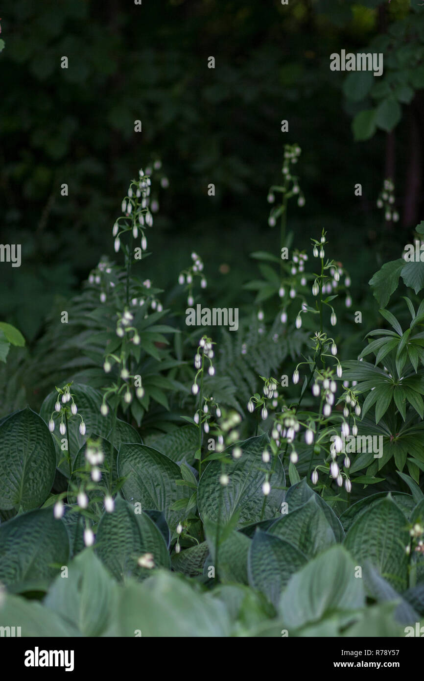 wild random flowers blooming in nature with green foliage in meadow ...