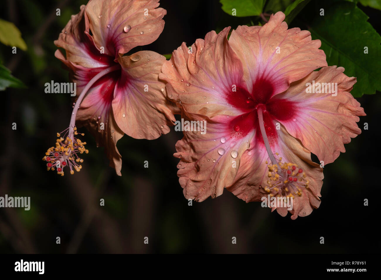Hibiscus - Malaysian National Flower Stock Photo - Alamy