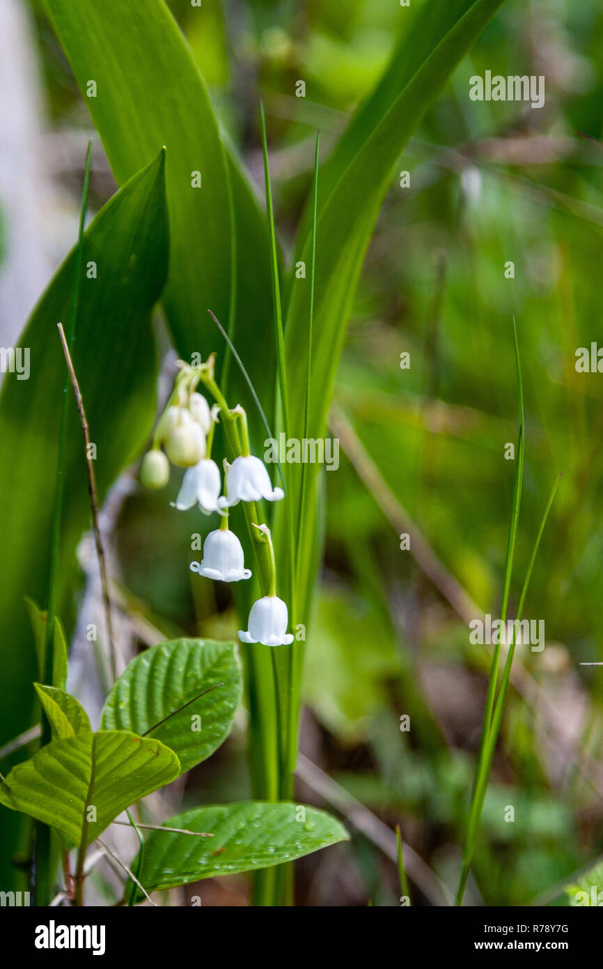 wild random flowers blooming in nature with green foliage in meadow ...