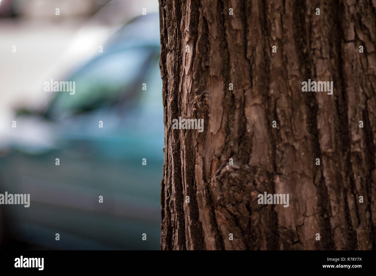 old dry tree trunk stomp texture with bark in nature Stock Photo - Alamy