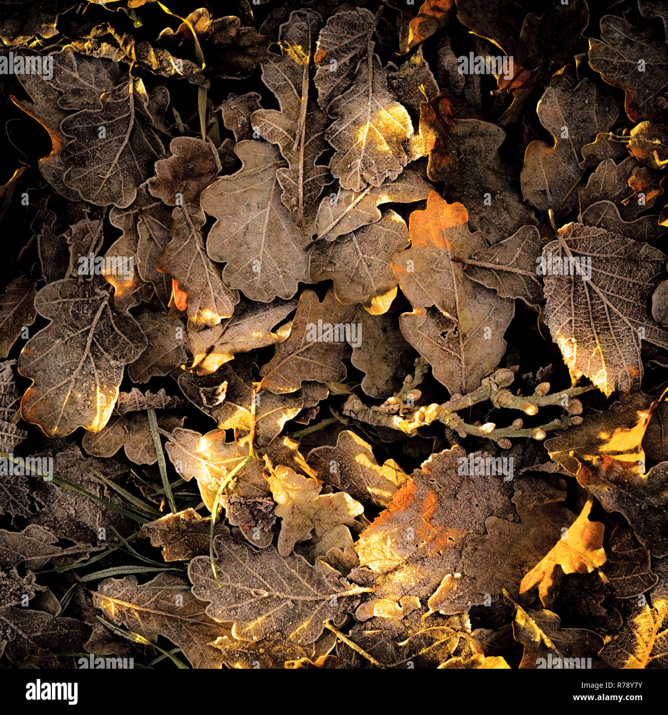Natural leaf pattern hi-res stock photography and images - Alamy