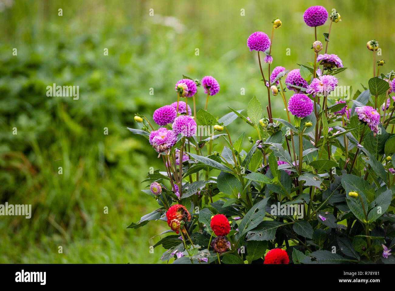wild random flowers blooming in nature with green foliage in meadow ...