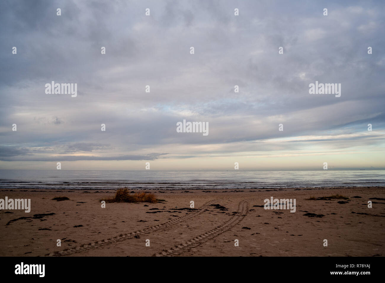 empty sea beach with sand dunes and dry tree trunks washed to the shore ...