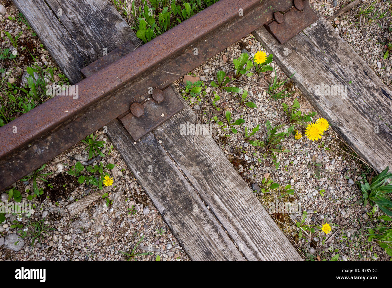 wild random flowers blooming in nature with green foliage in meadow ...