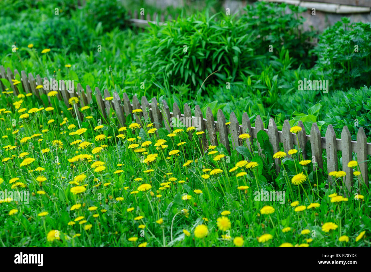 wild random flowers blooming in nature with green foliage in meadow ...