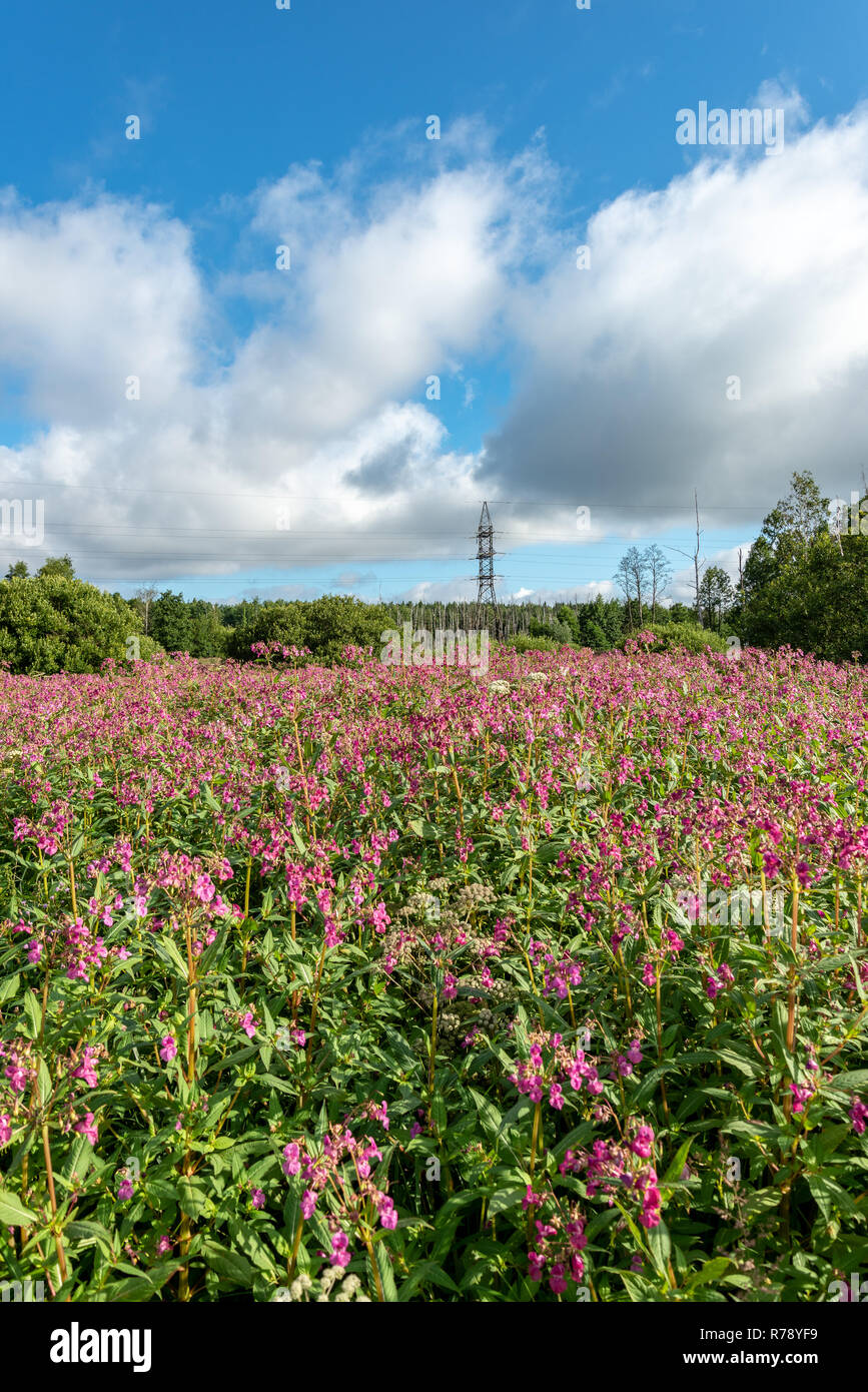 wild random flowers blooming in nature with green foliage in meadow ...