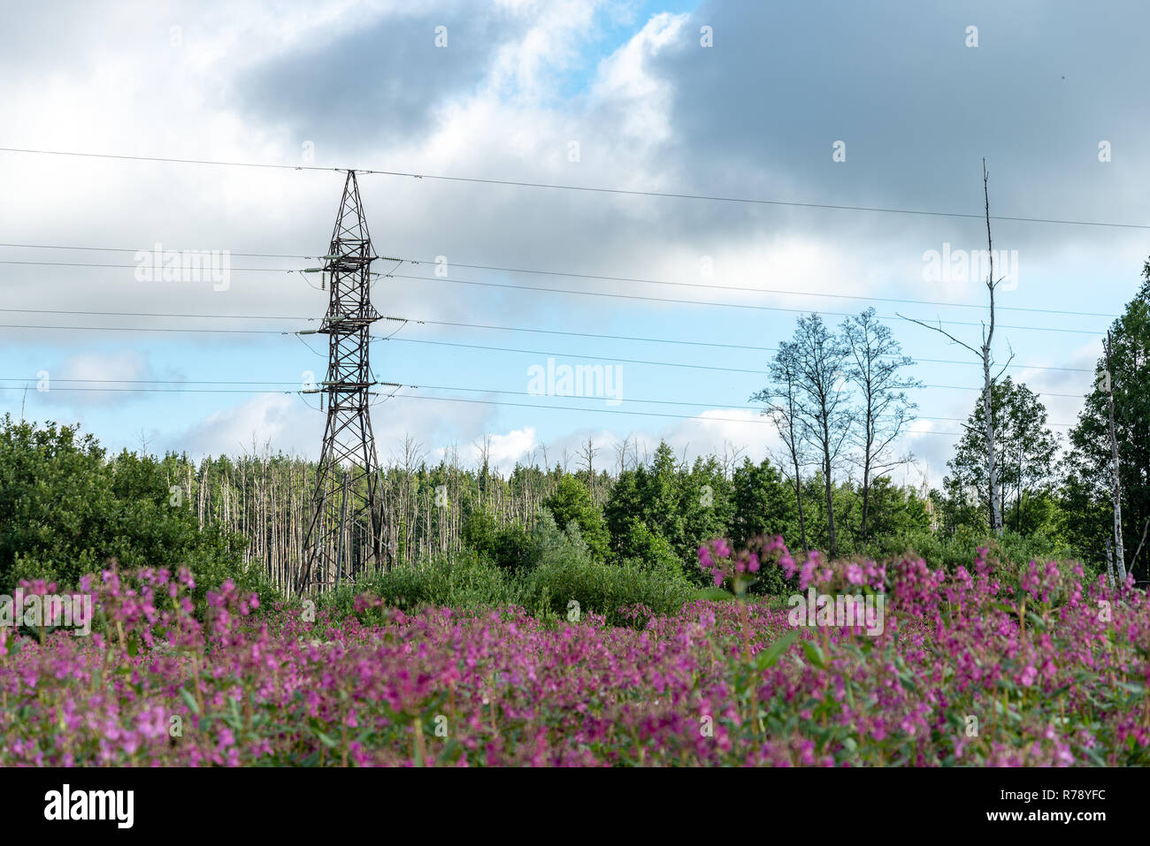 wild random flowers blooming in nature with green foliage in meadow ...