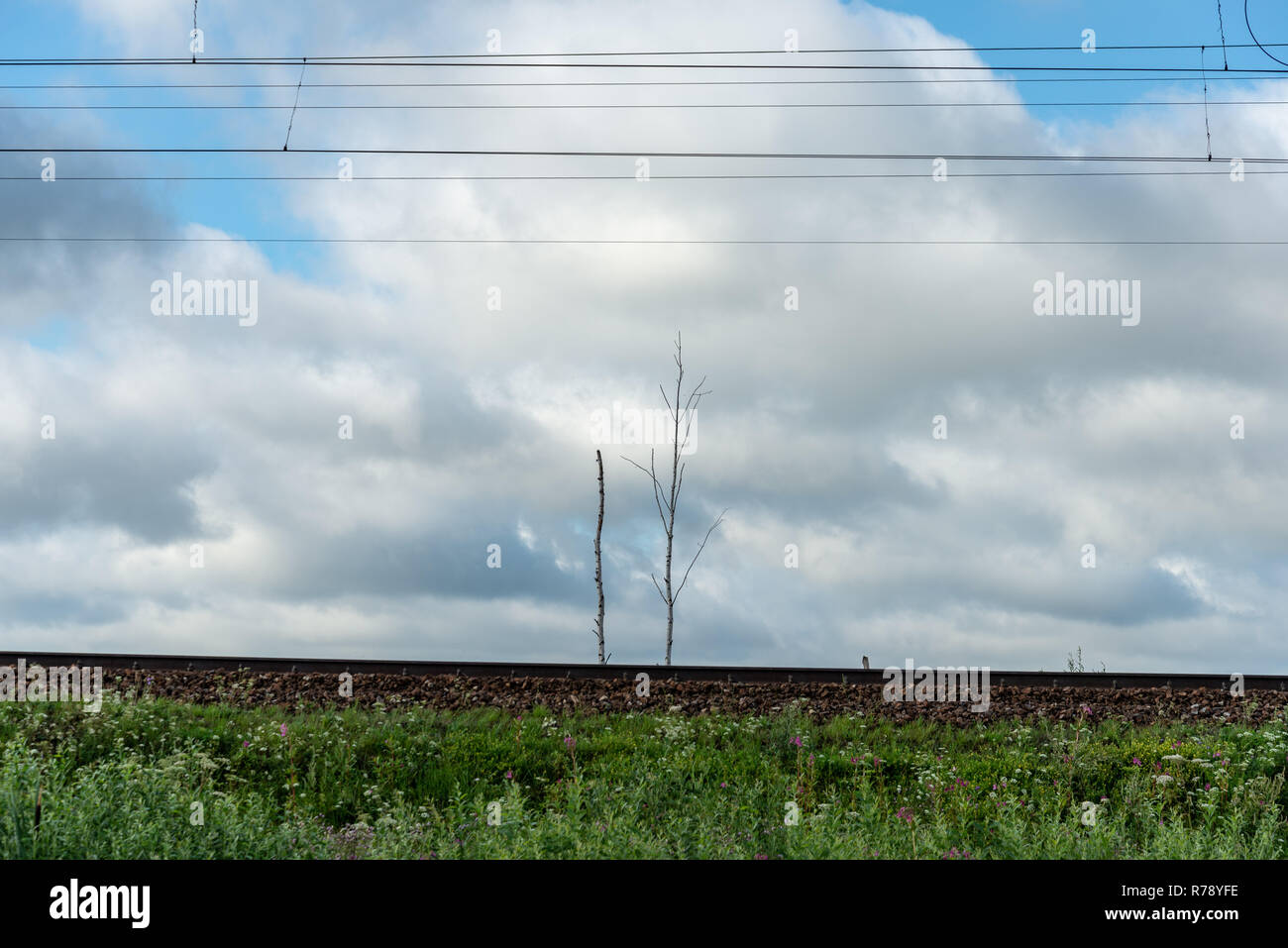 wild random flowers blooming in nature with green foliage in meadow ...
