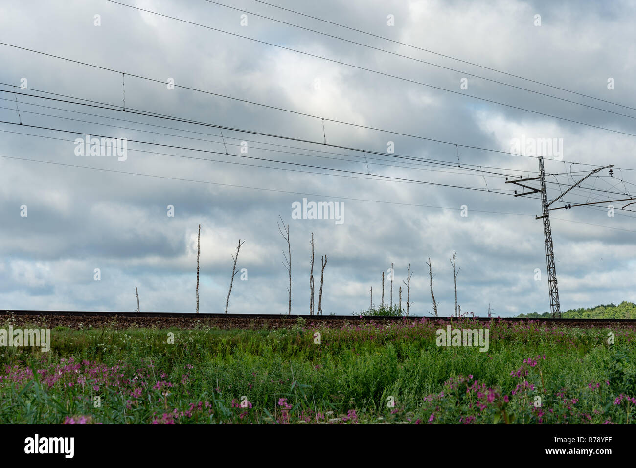 wild random flowers blooming in nature with green foliage in meadow ...
