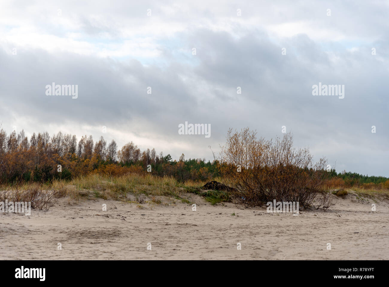empty sea beach with sand dunes and dry tree trunks washed to the shore ...