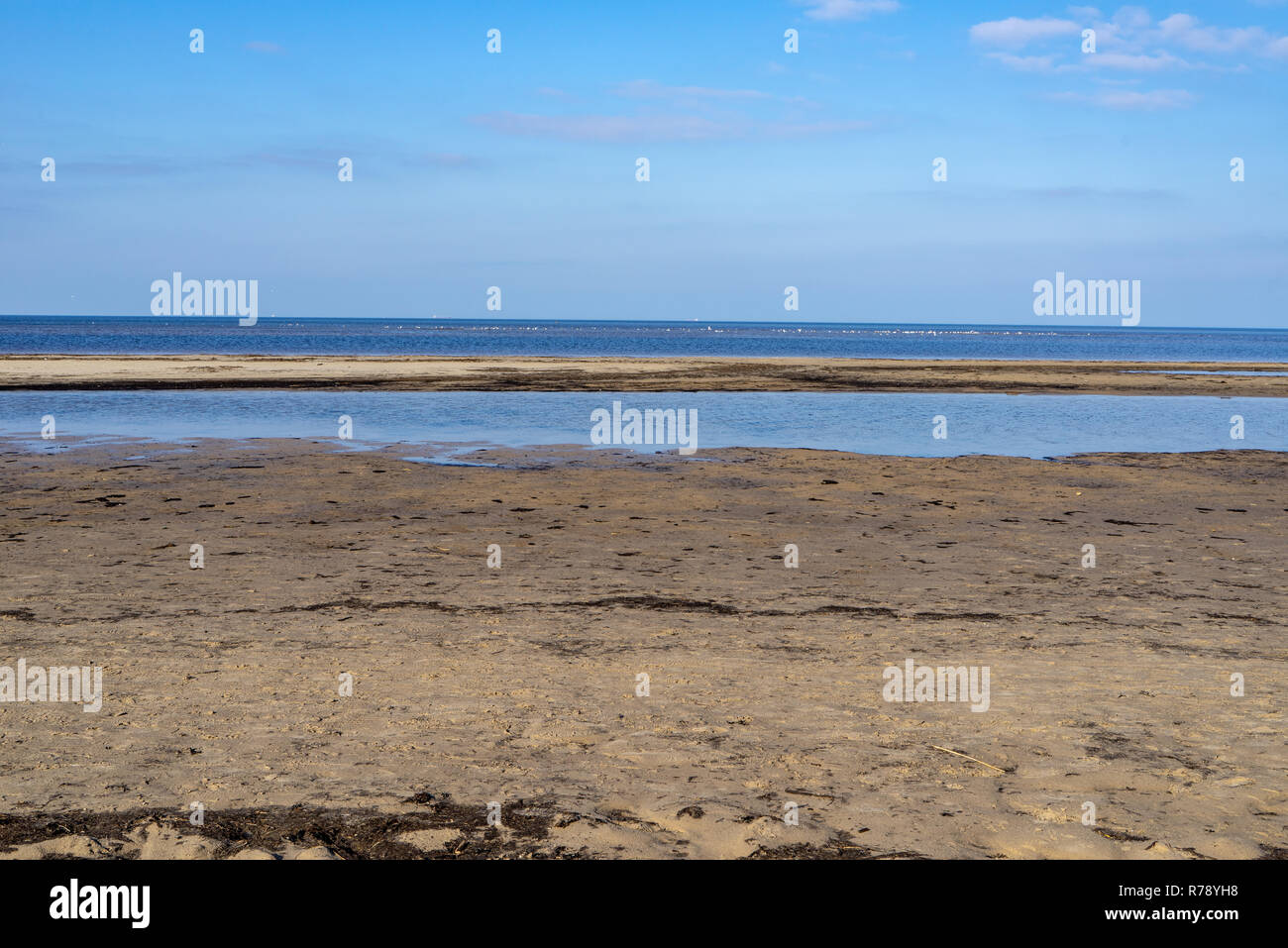 empty sea beach with sand dunes and dry tree trunks washed to the shore ...