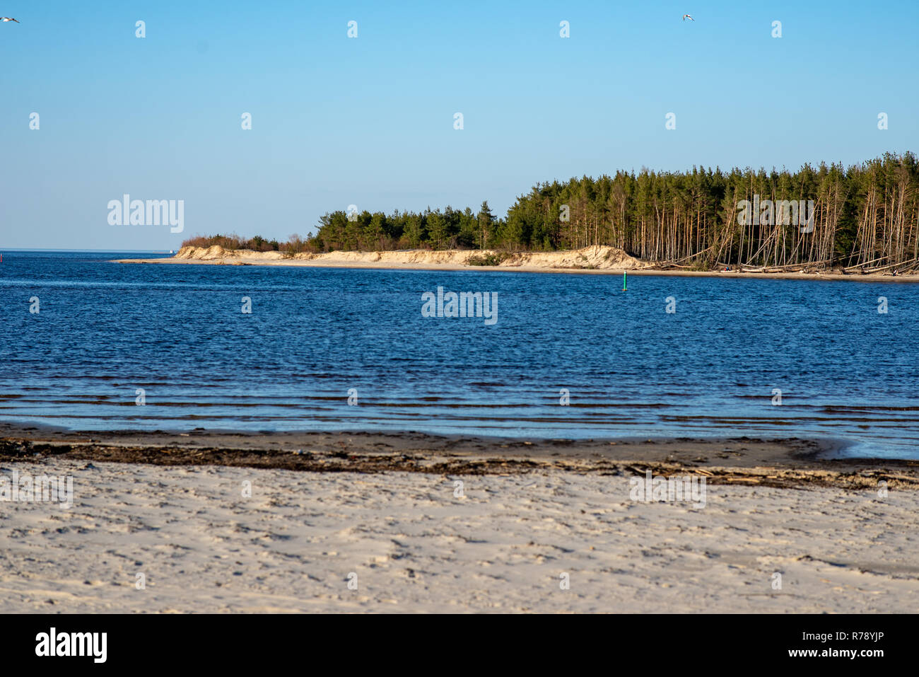 empty sea beach with sand dunes and dry tree trunks washed to the shore ...