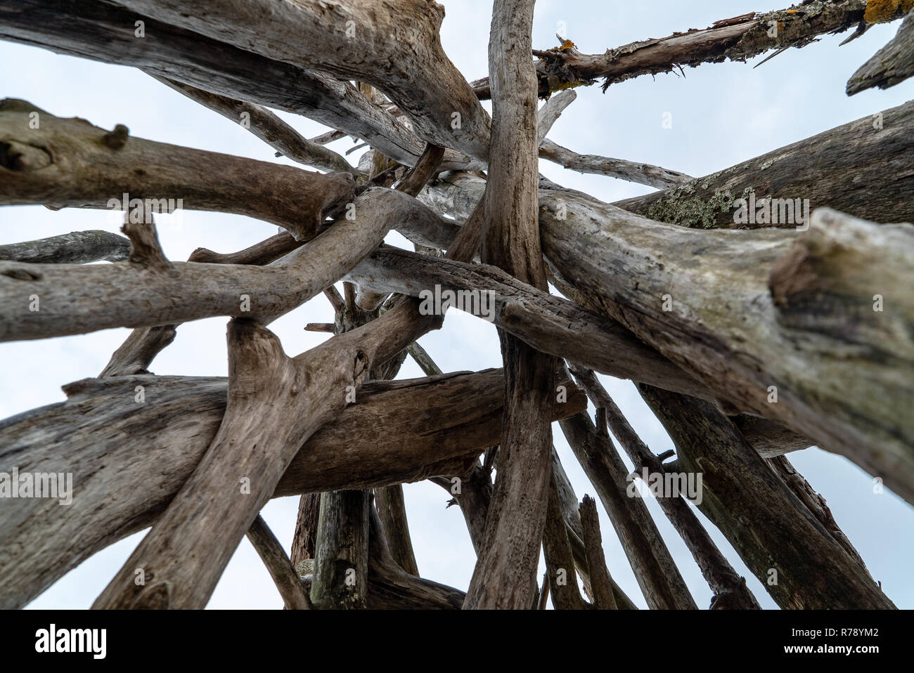 old dry tree trunk stomp texture with bark in nature Stock Photo - Alamy