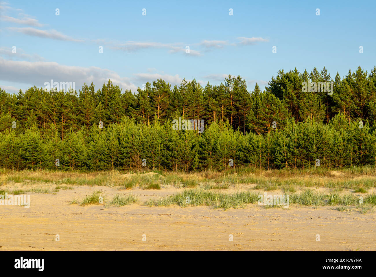empty sea beach with sand dunes and dry tree trunks washed to the shore ...