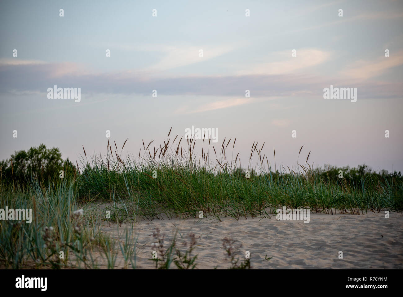 empty sea beach with sand dunes and dry tree trunks washed to the shore ...