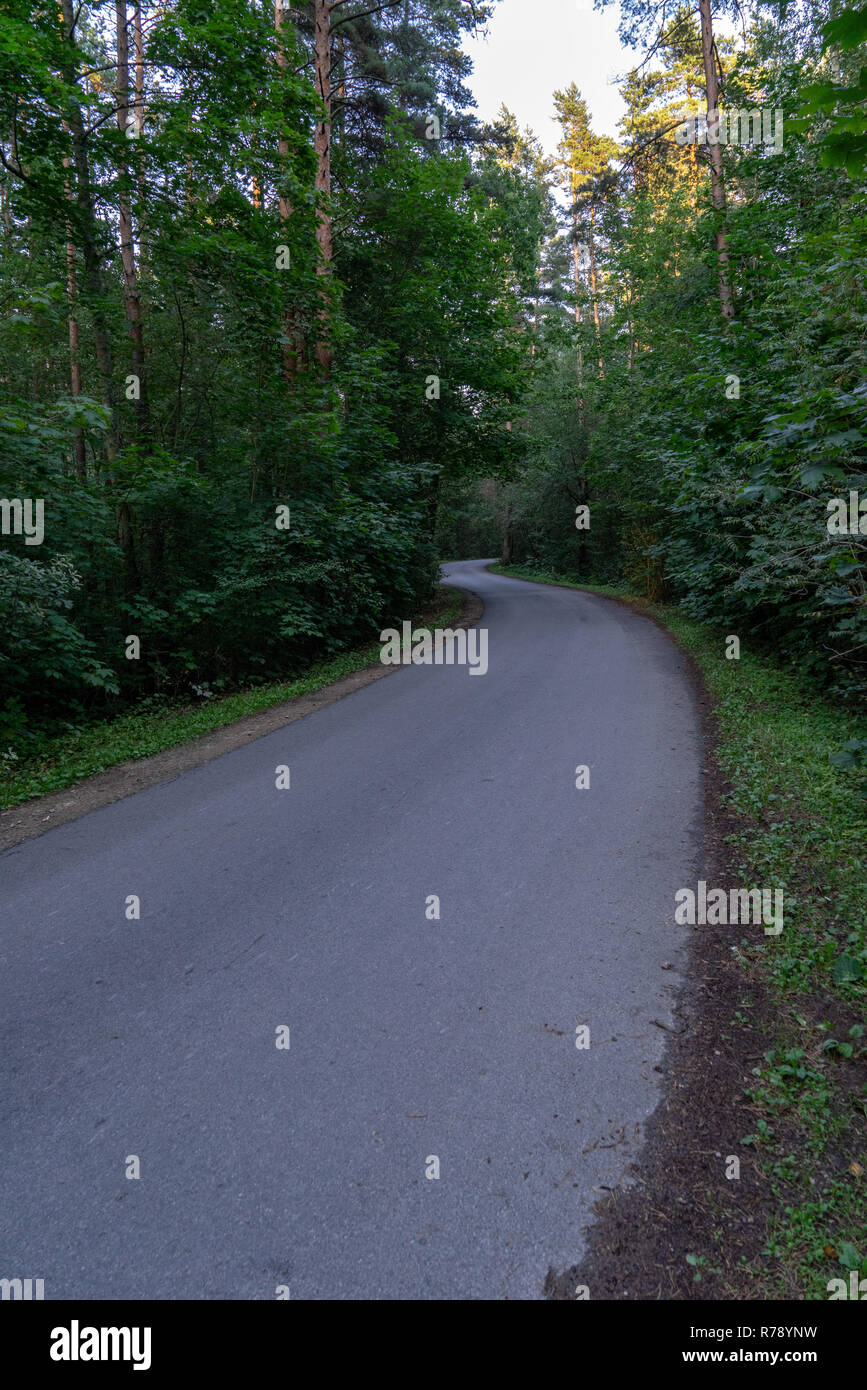 asphalt wavy road in forest in summer with bright shadows Stock Photo ...