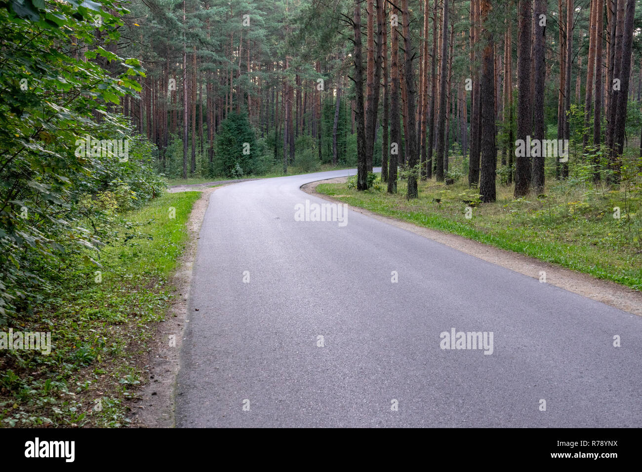 asphalt wavy road in forest in summer with bright shadows Stock Photo ...