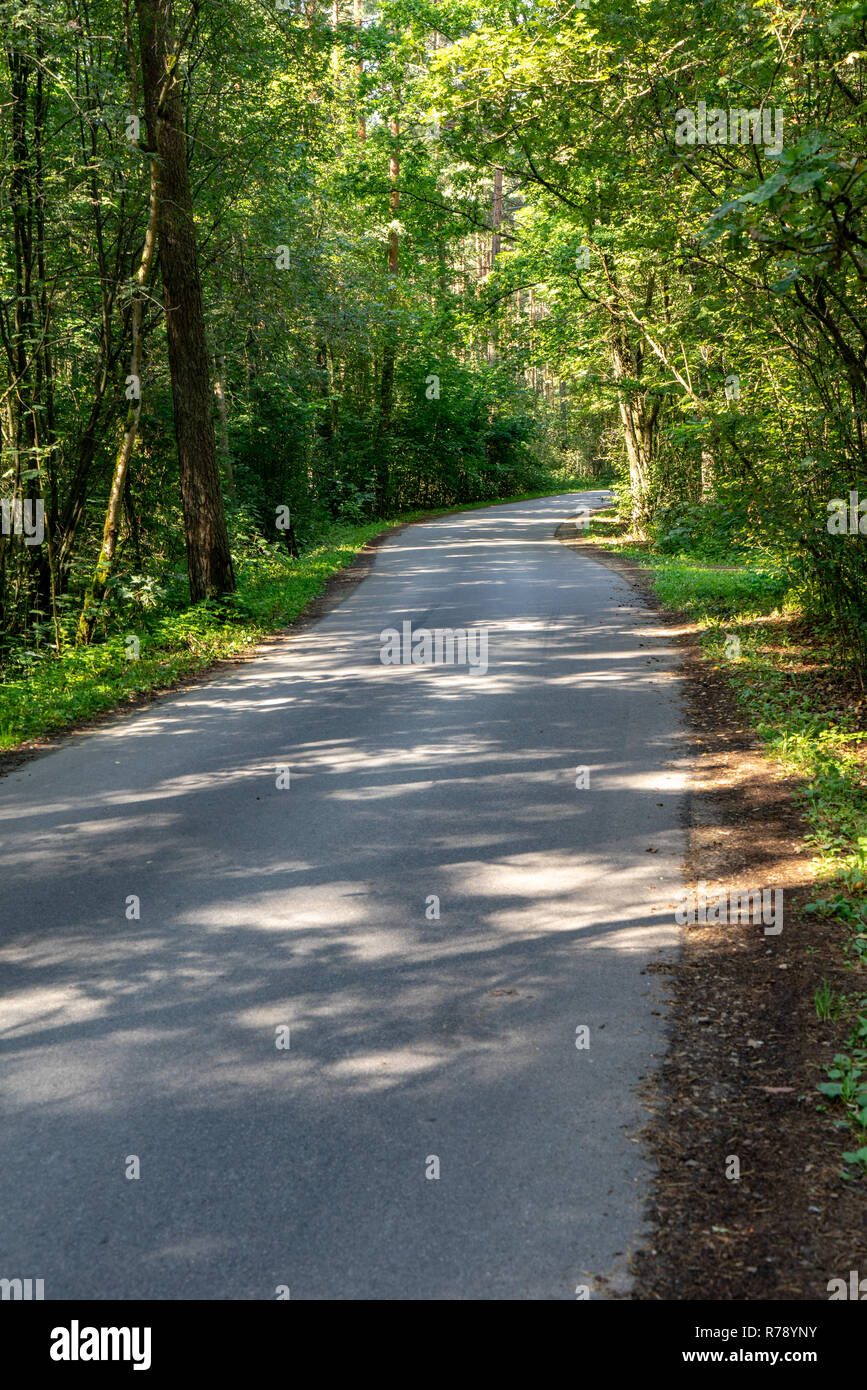 asphalt wavy road in forest in summer with bright shadows Stock Photo ...