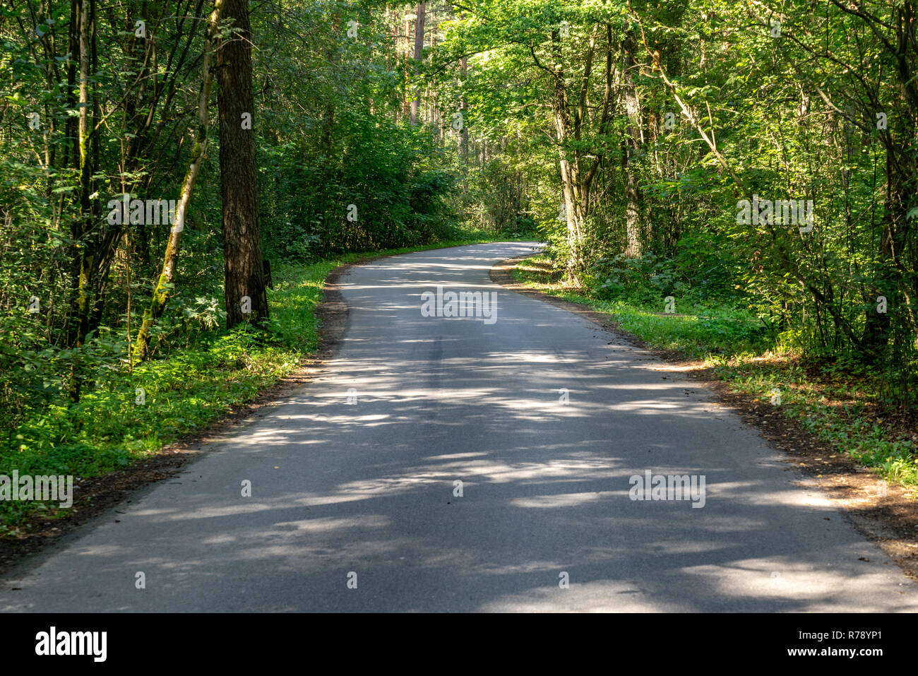 asphalt wavy road in forest in summer with bright shadows Stock Photo ...