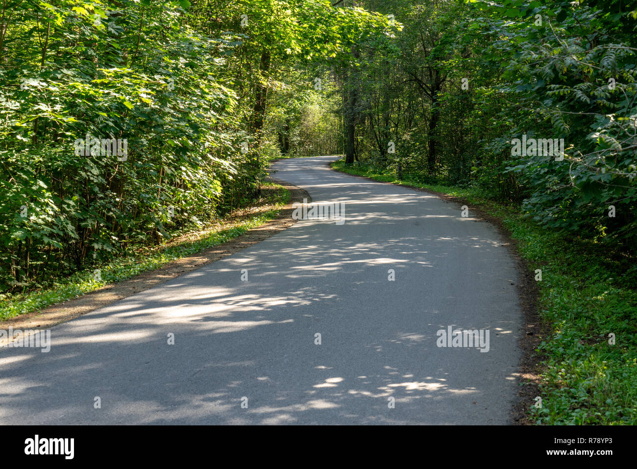 asphalt wavy road in forest in summer with bright shadows Stock Photo ...
