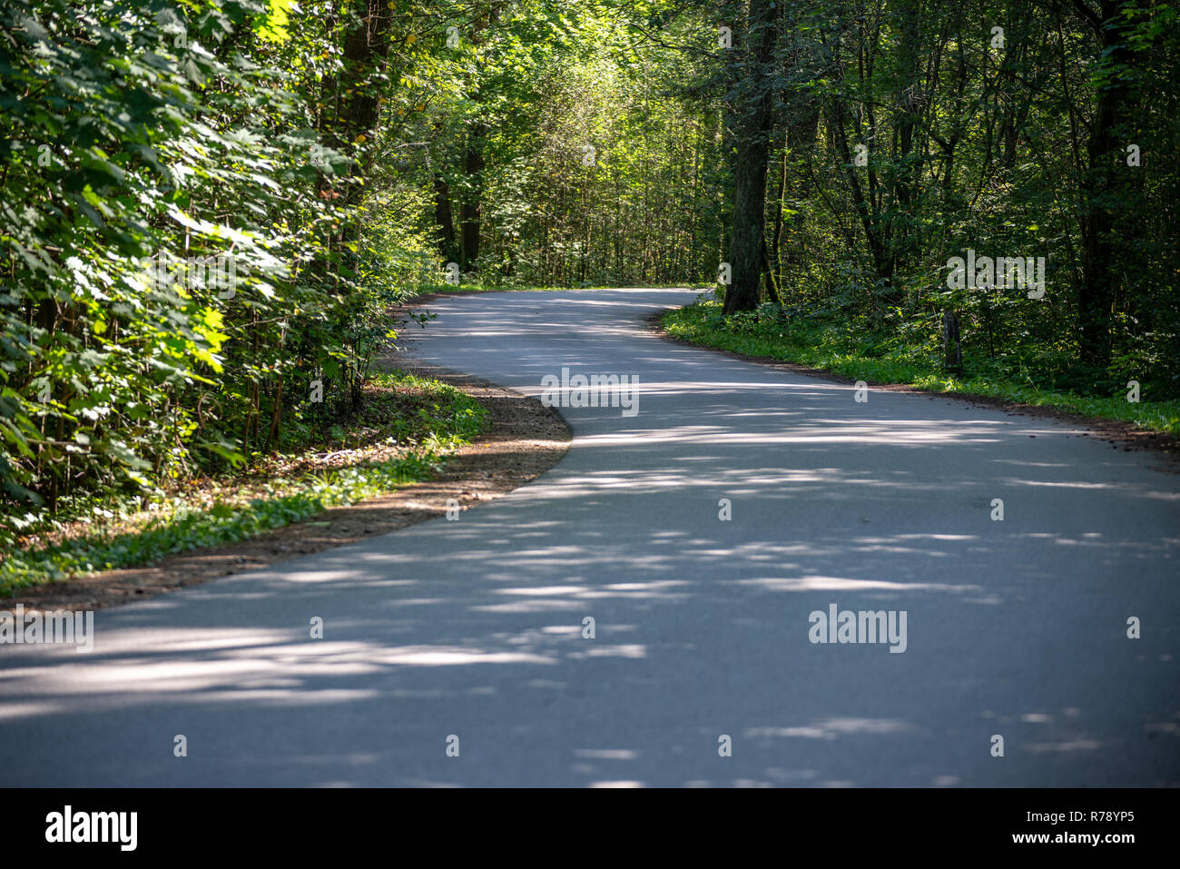 asphalt wavy road in forest in summer with bright shadows Stock Photo ...