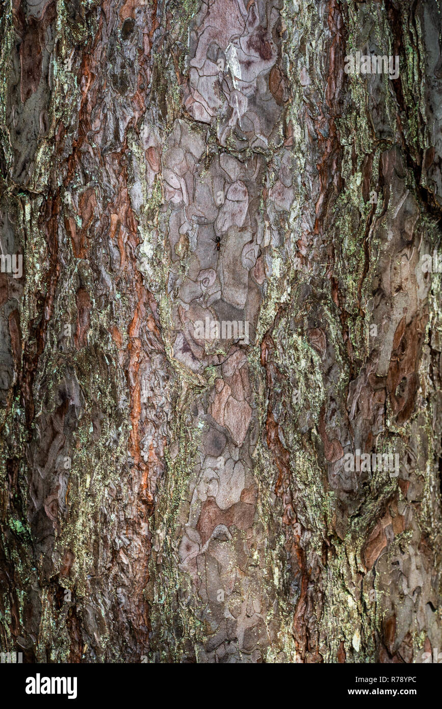 old dry tree trunk stomp texture with bark in nature Stock Photo - Alamy
