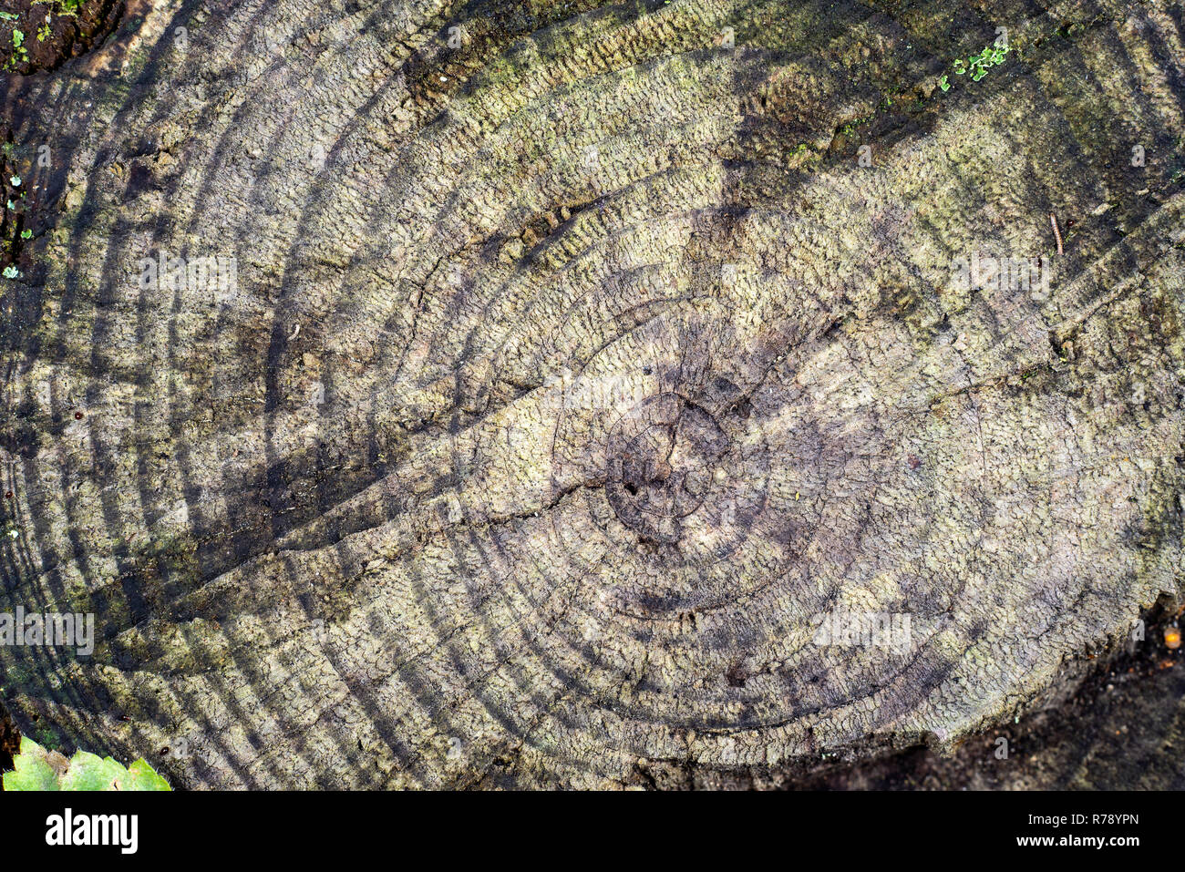 old dry tree trunk stomp texture with bark in nature Stock Photo - Alamy