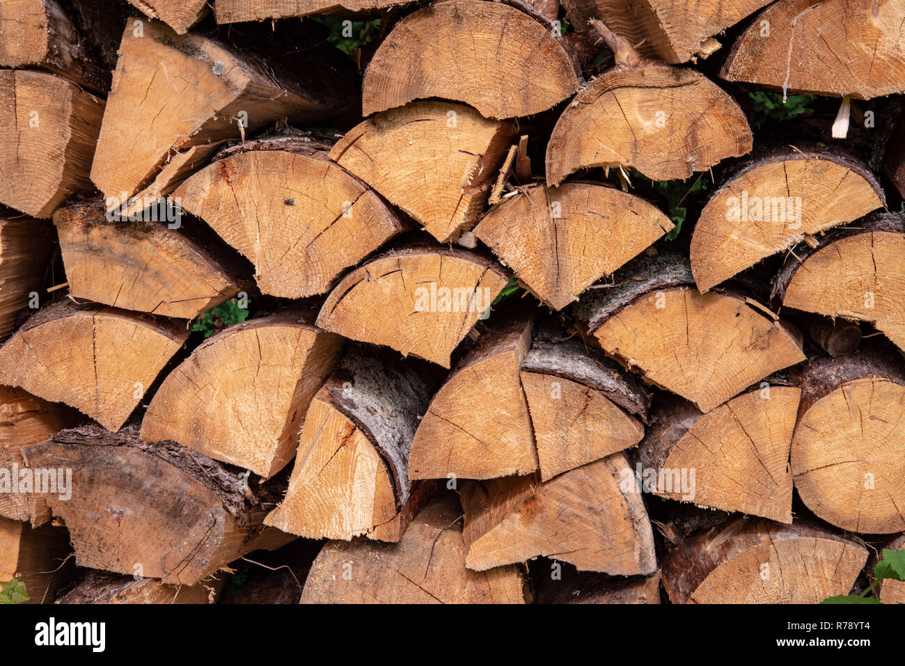 old dry tree trunk stomp texture with bark in nature Stock Photo - Alamy
