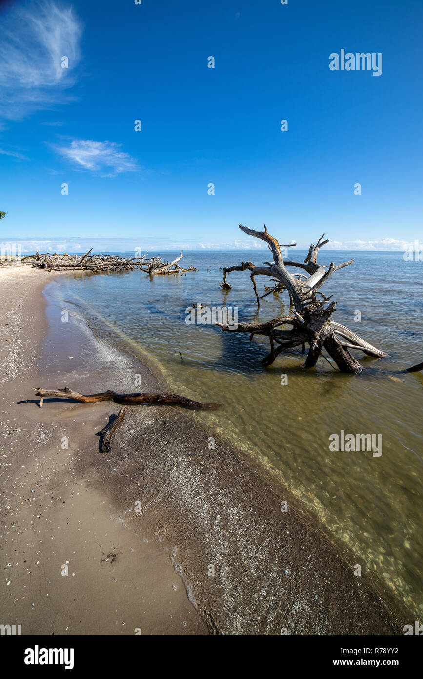 empty sea beach with sand dunes and dry tree trunks washed to the shore ...