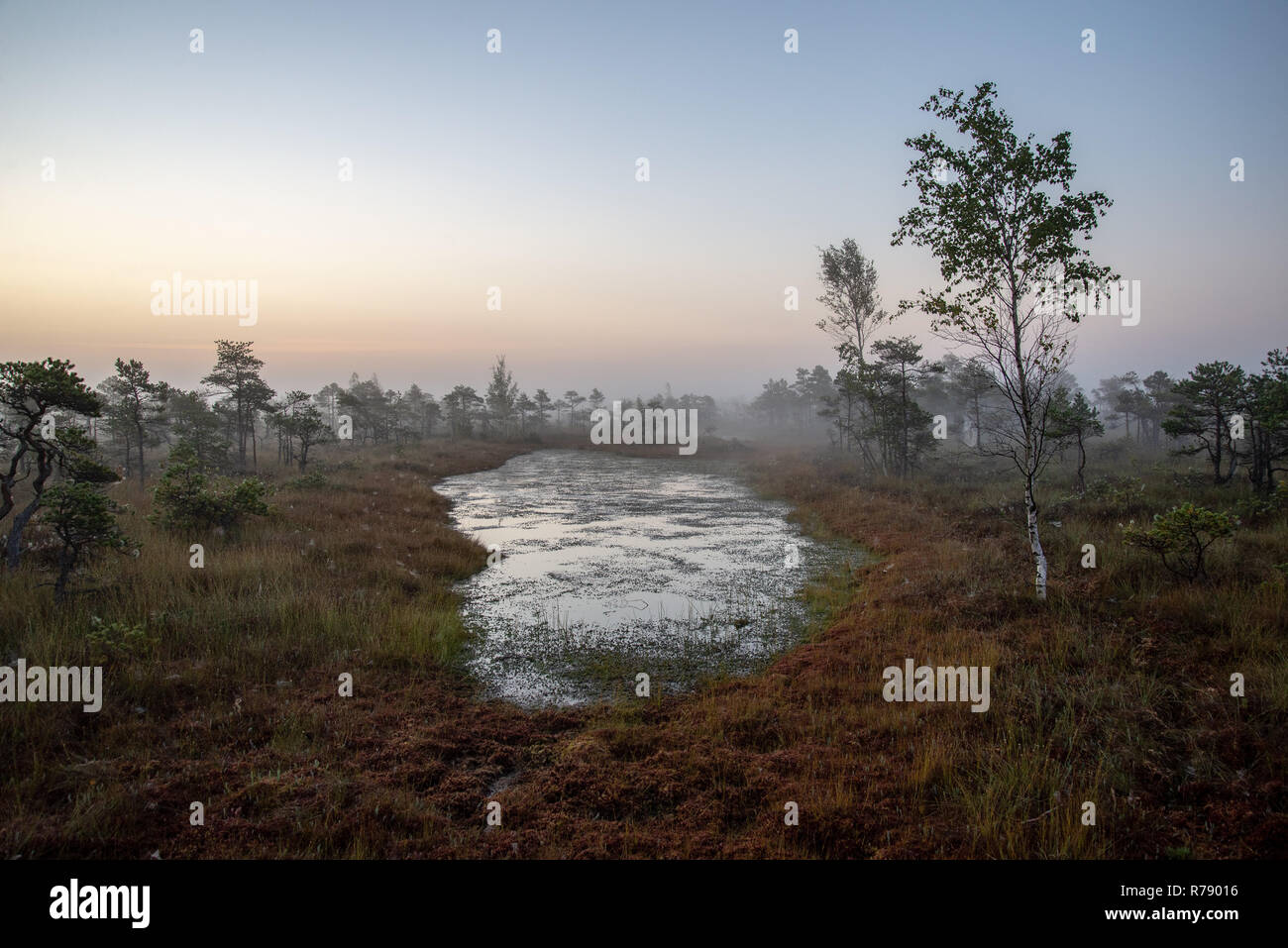 sunrise with mist in swamp bog area with lonely pine trees and small ...