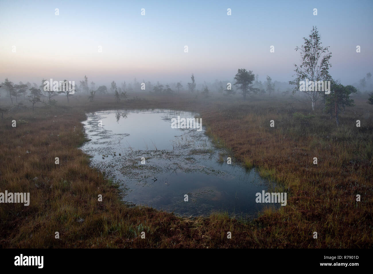 sunrise with mist in swamp bog area with lonely pine trees and small ...