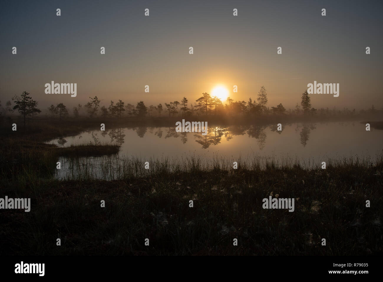 sunrise with mist in swamp bog area with lonely pine trees and small ...