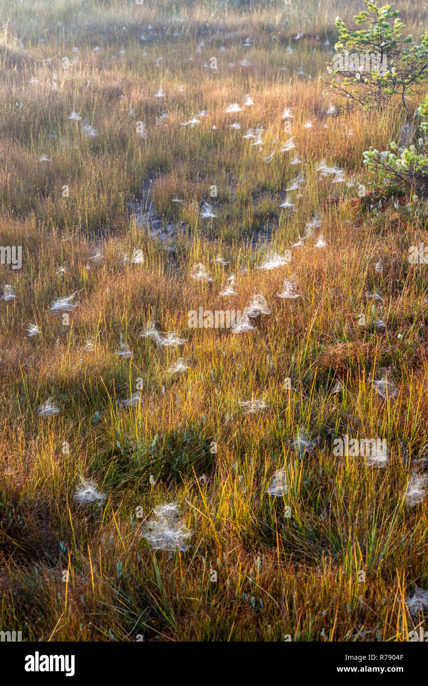 sunrise with mist in swamp bog area with lonely pine trees and small ...