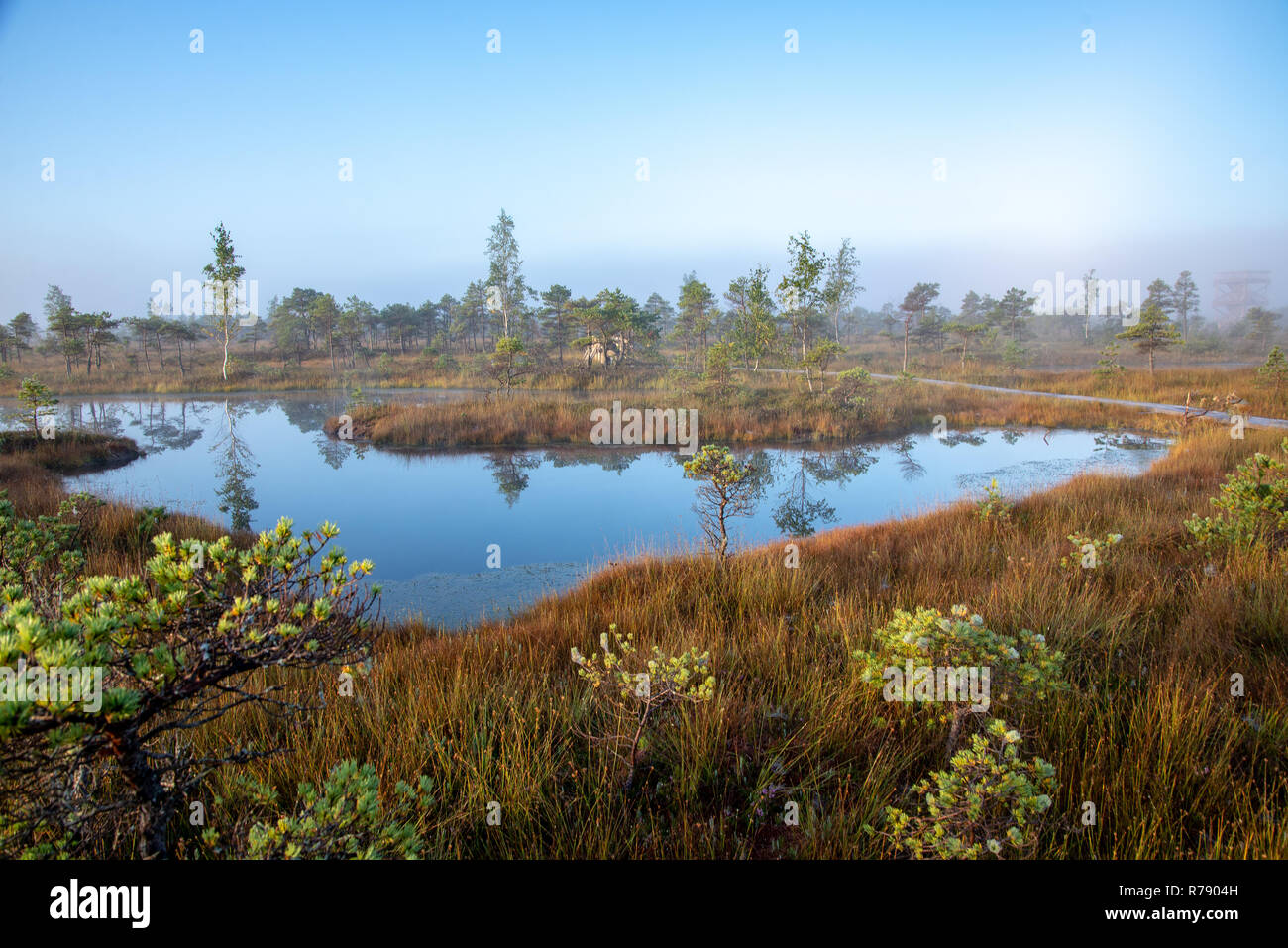 sunrise with mist in swamp bog area with lonely pine trees and small ...