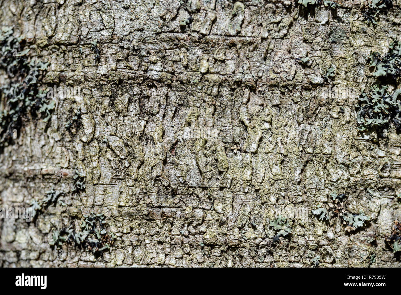 old dry tree trunk stomp texture with bark in nature Stock Photo - Alamy