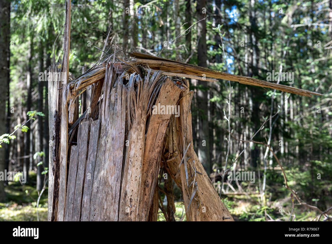 old dry tree trunk stomp texture with bark in nature Stock Photo - Alamy
