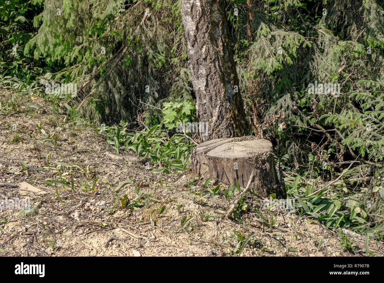 old dry tree trunk stomp texture with bark in nature Stock Photo - Alamy