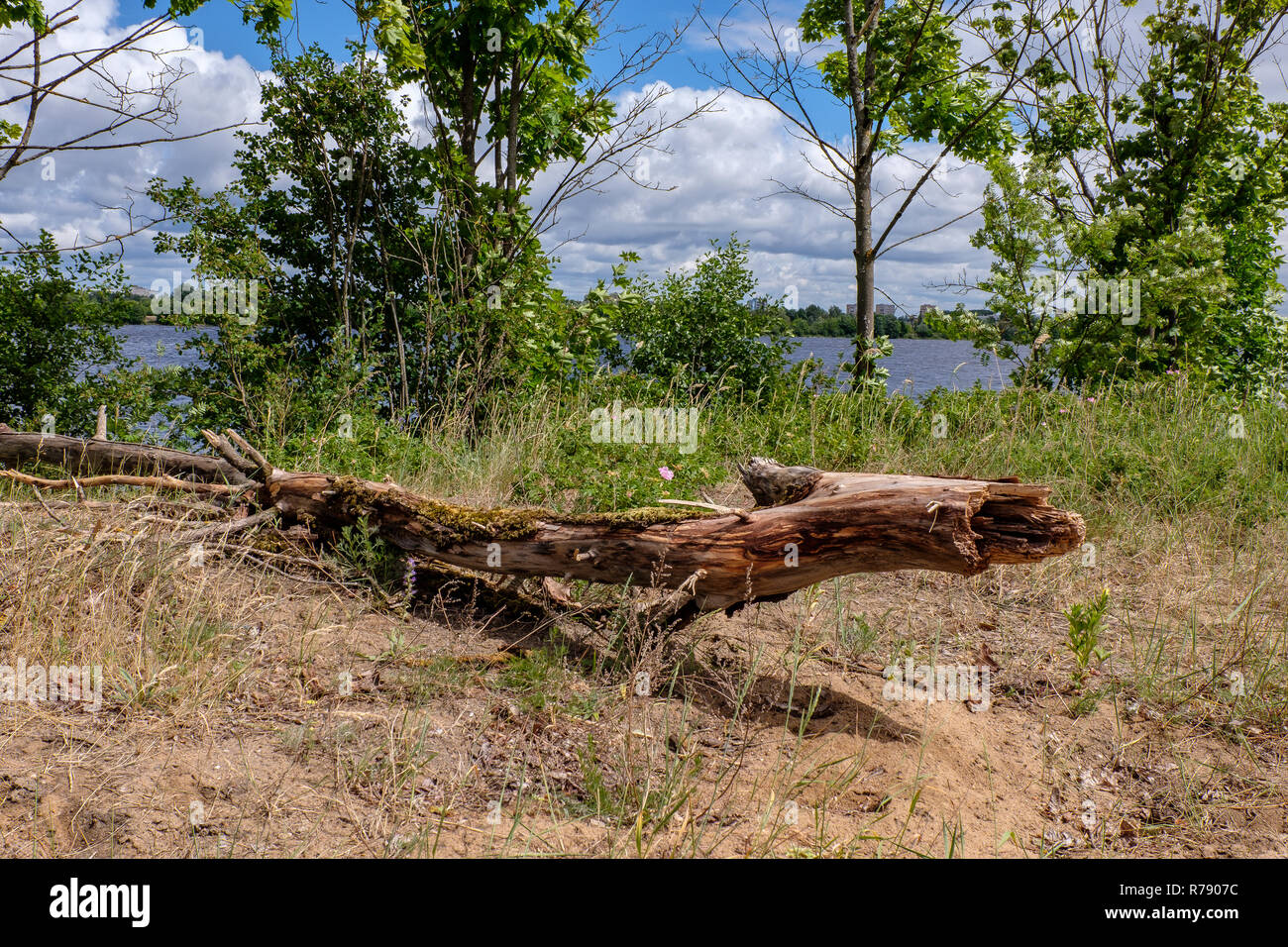 old dry tree trunk stomp texture with bark in nature Stock Photo - Alamy