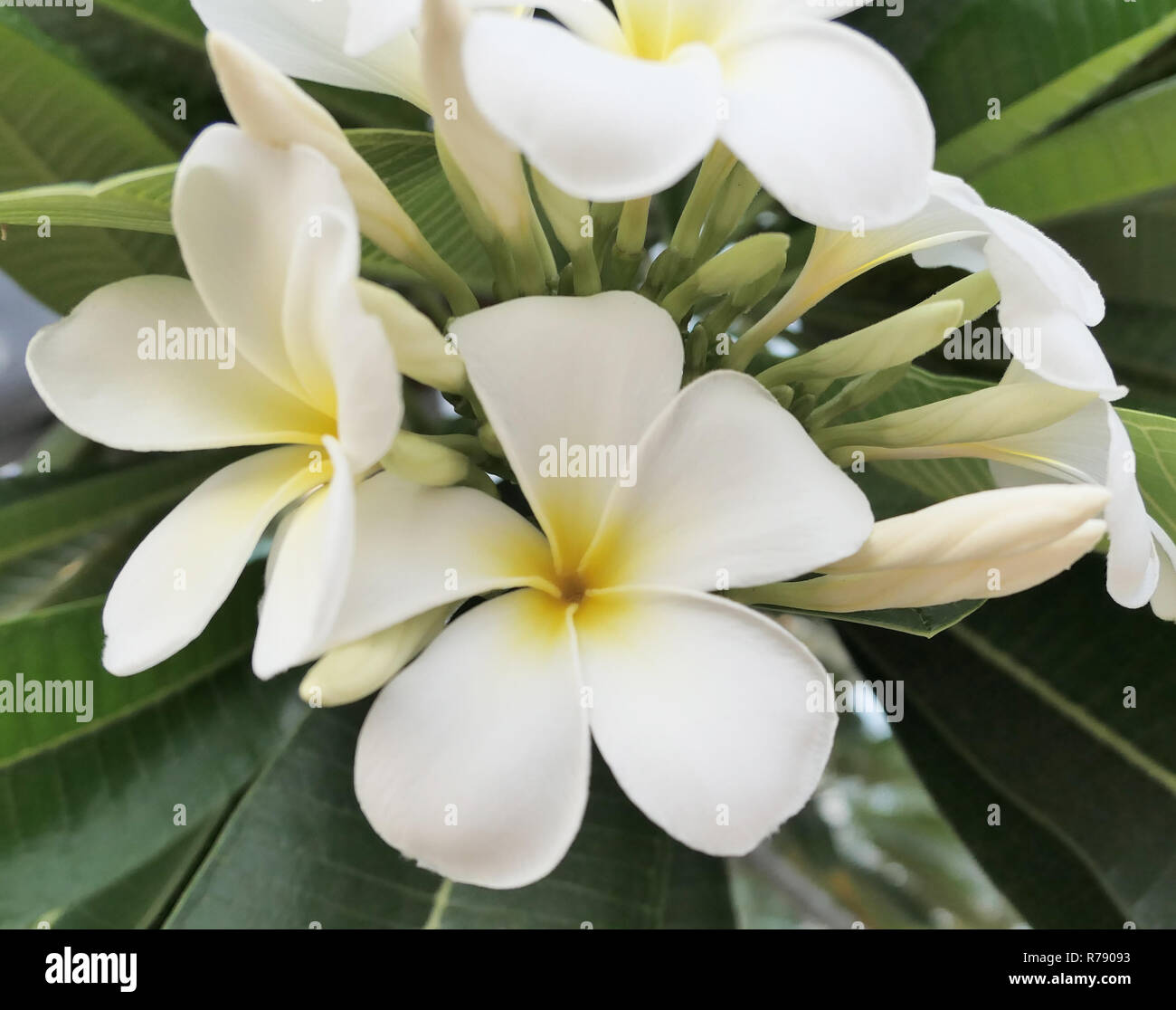 New caledonia flowers hi-res stock photography and images - Alamy