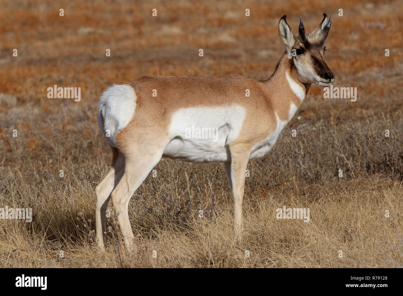 Pronghorn Antelope graze in a field near Pikes Peak, Colorado Springs ...