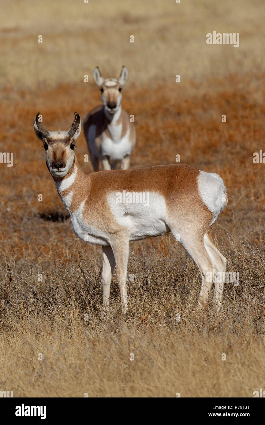 Pronghorn Antelope graze in a field near Pikes Peak, Colorado Springs ...