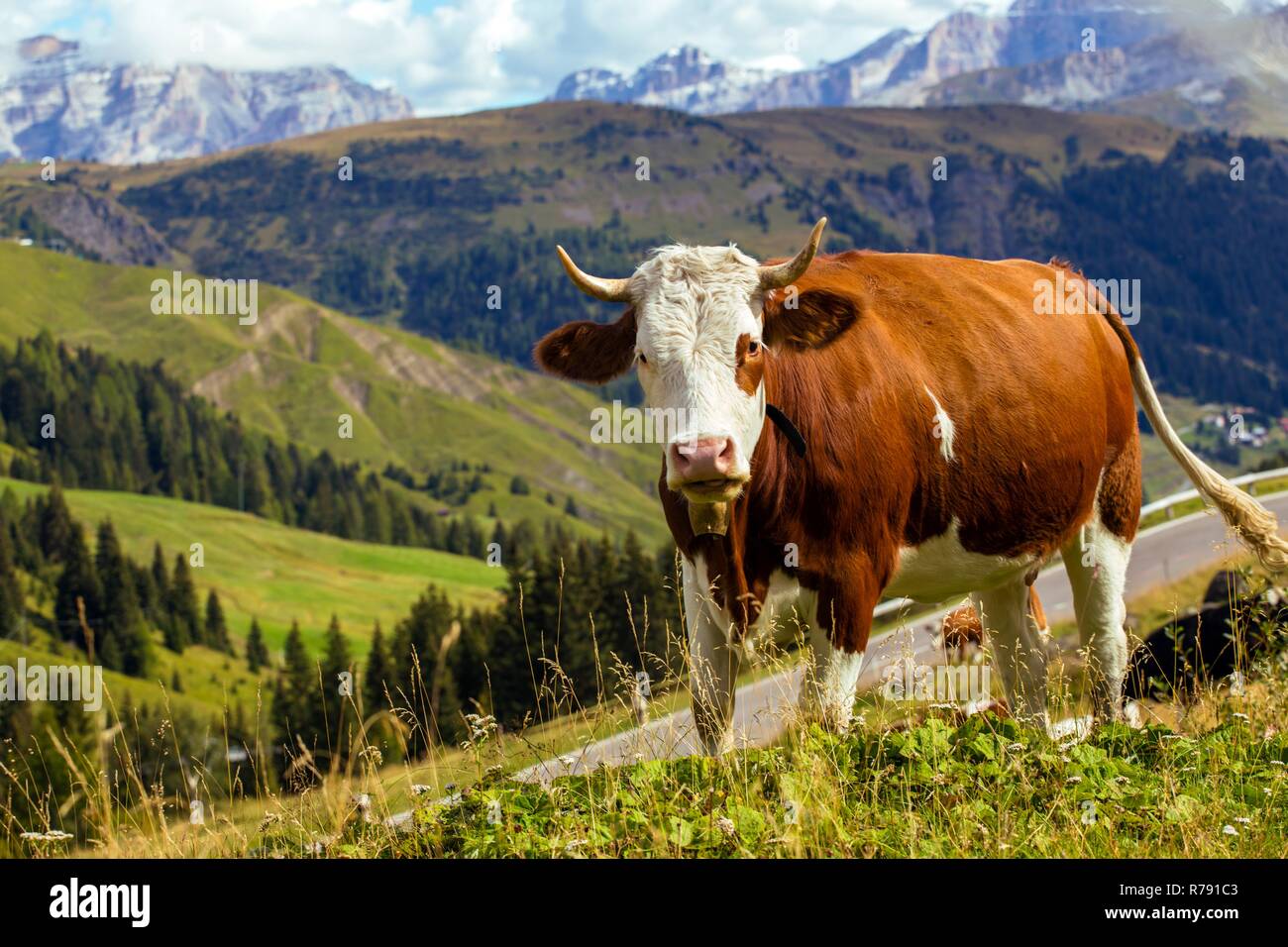 group of italian cows on a pasture. mountains Dolomites, Italy Stock ...